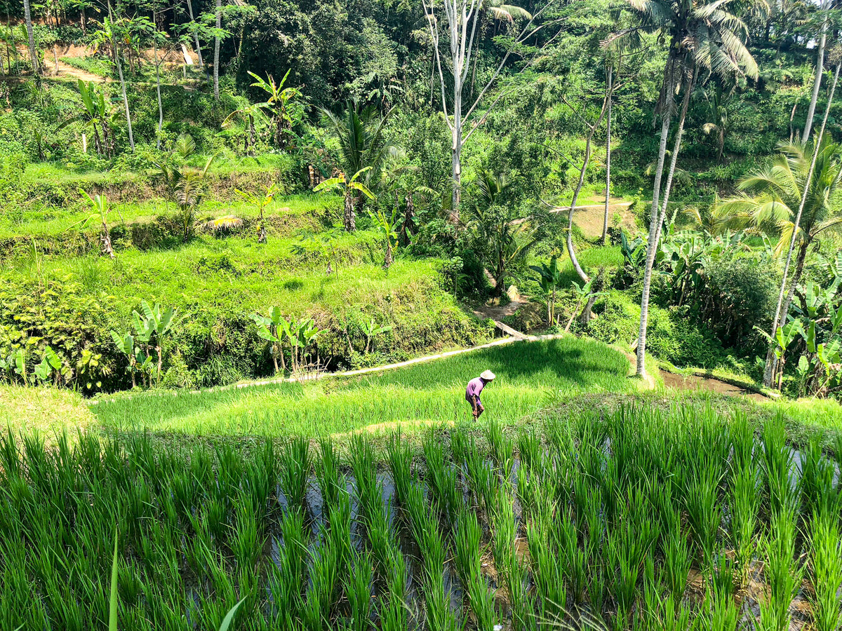 Working the rice fields – Kate Richman Photography